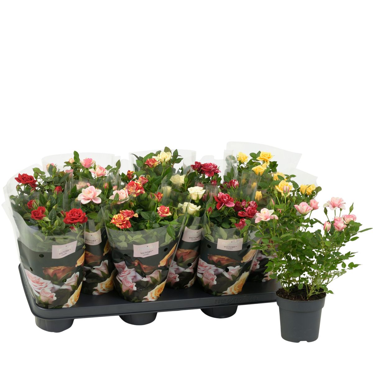 Rosa VICTORY MIX — Plant Wholesale FlorAccess