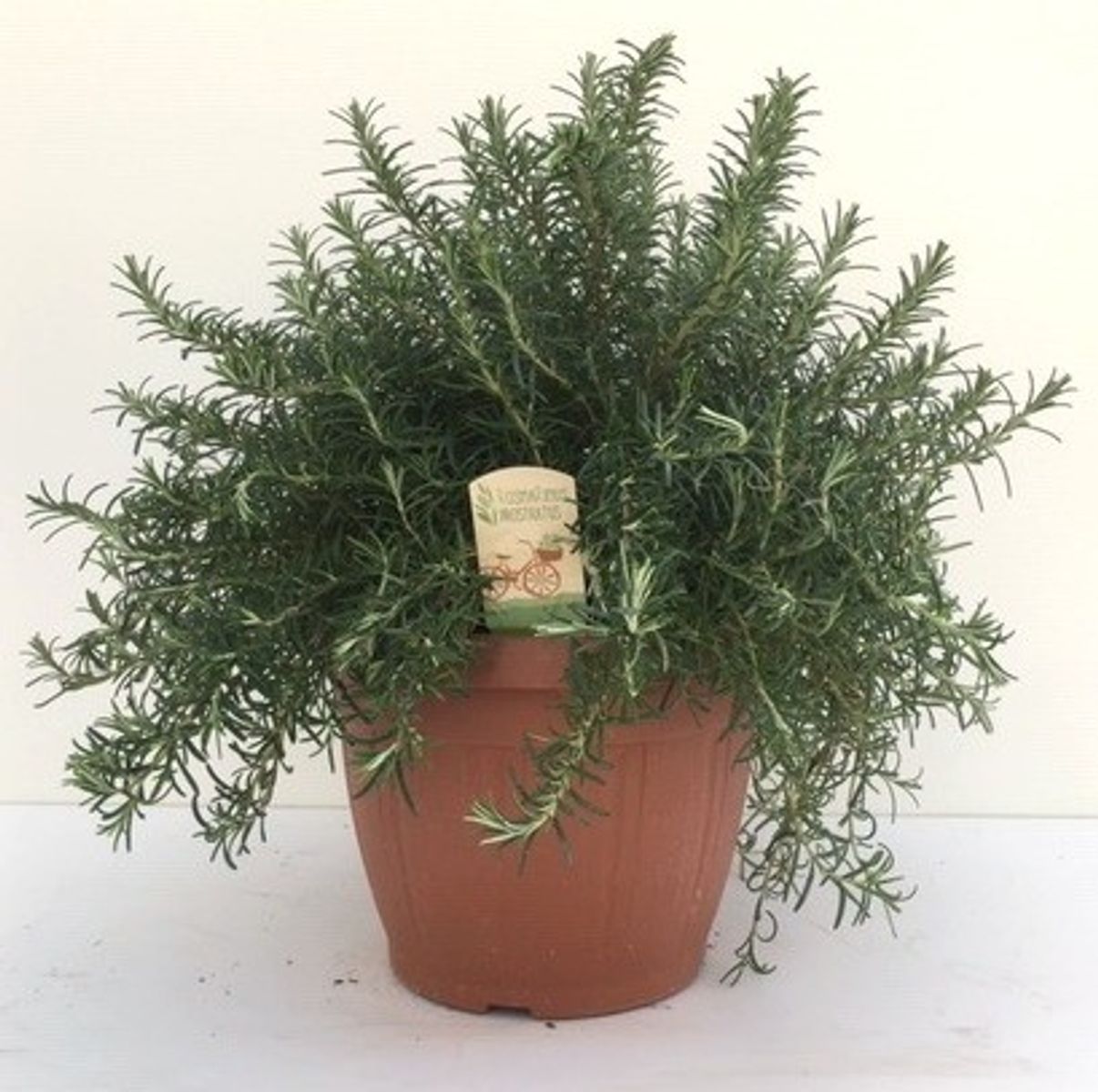 Rosmarinus officinalis 'Prostratus' — Plant Wholesale FlorAccess