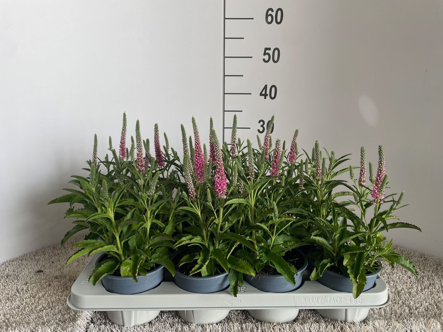 Veronica spicata ANNIVERSARY ROSE — Plant Wholesale FlorAccess