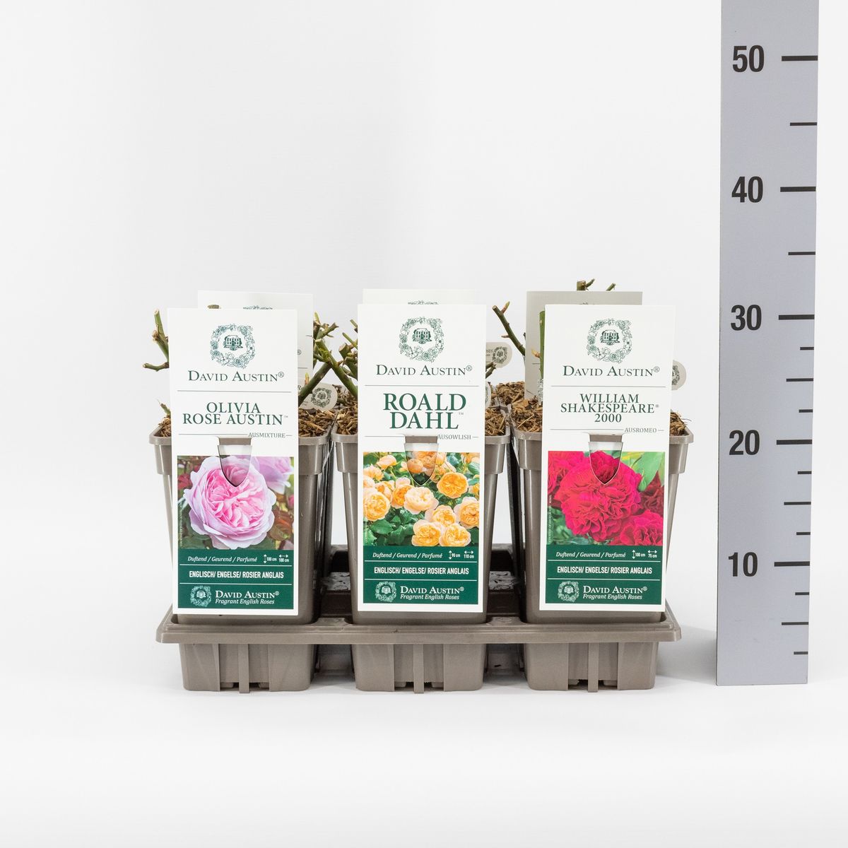 Rosa DAVID AUSTIN MIX — Plant Wholesale FlorAccess