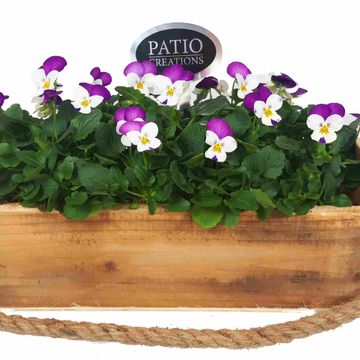 Arrangement Viola — Plant Wholesale FlorAccess