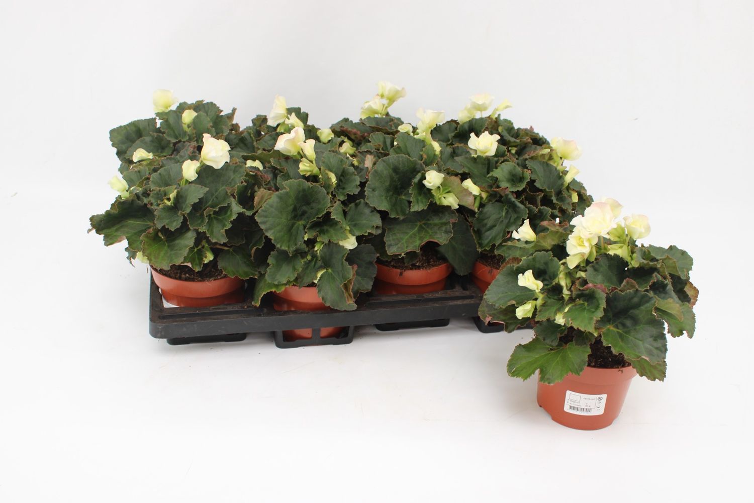Begonia GLORY WHITE — Plant Wholesale FlorAccess