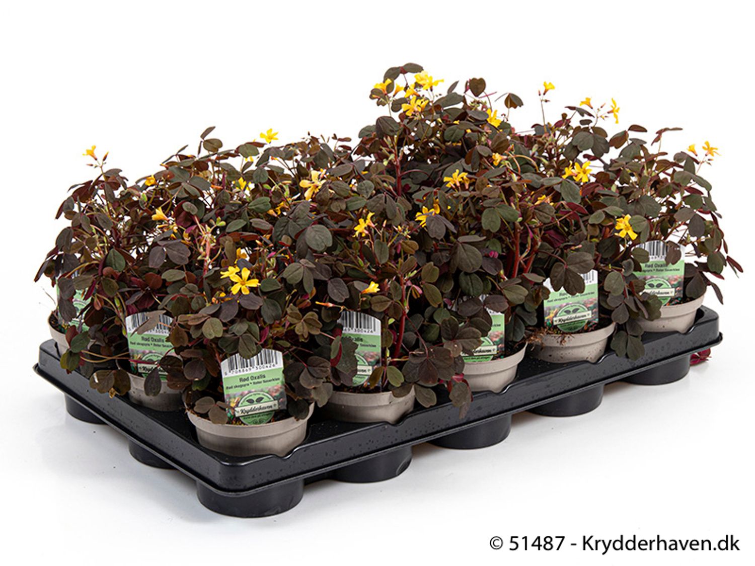Oxalis articulata — Plant Wholesale FlorAccess