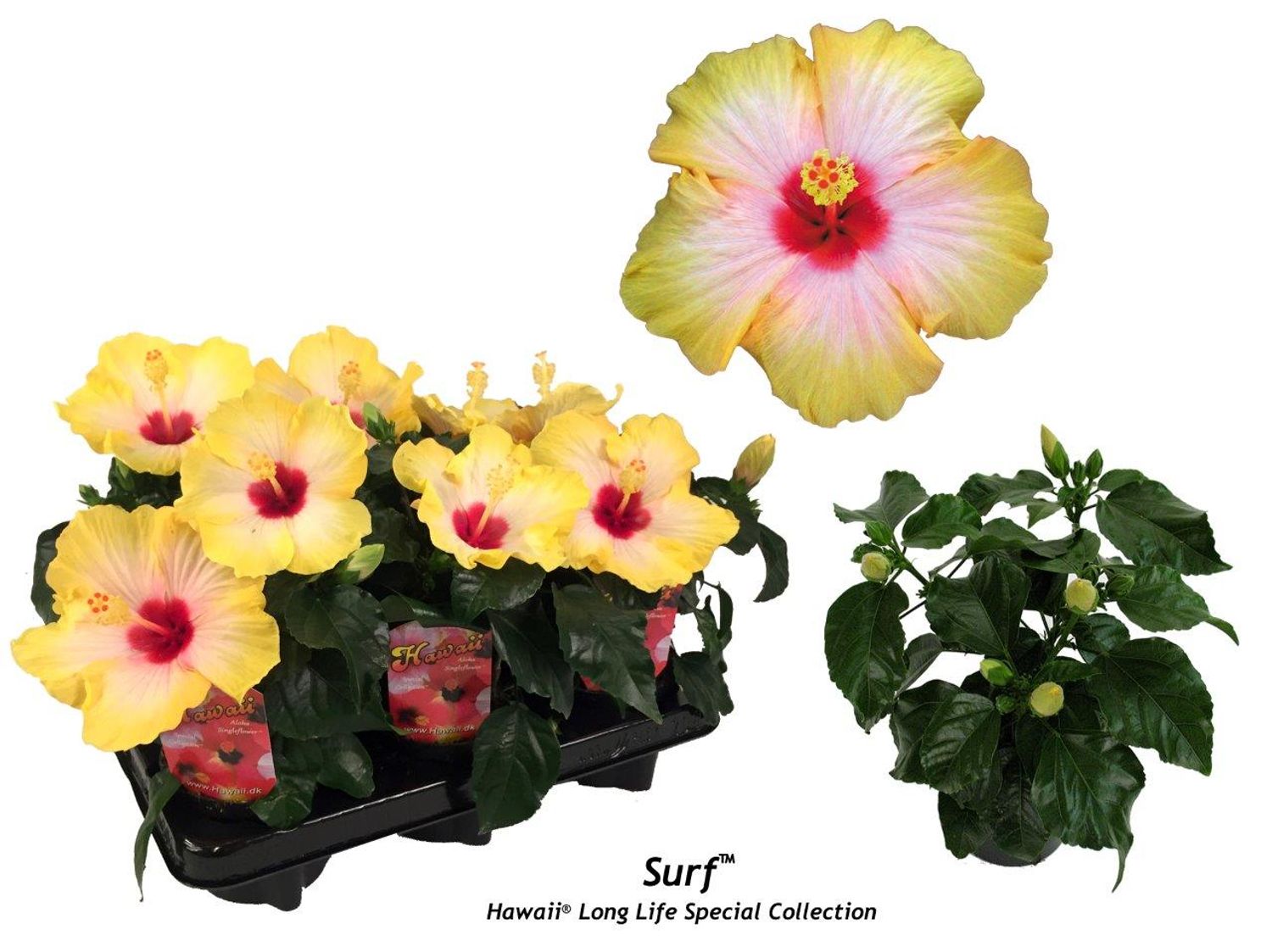 Hibiscus rosa-sinensis 'Surf' — Plant Wholesale FlorAccess