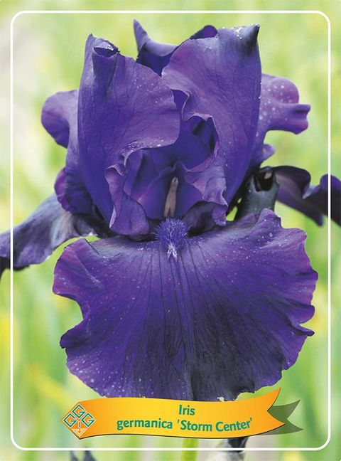 Iris 'Storm Center' — Рослини оптом FlorAccess