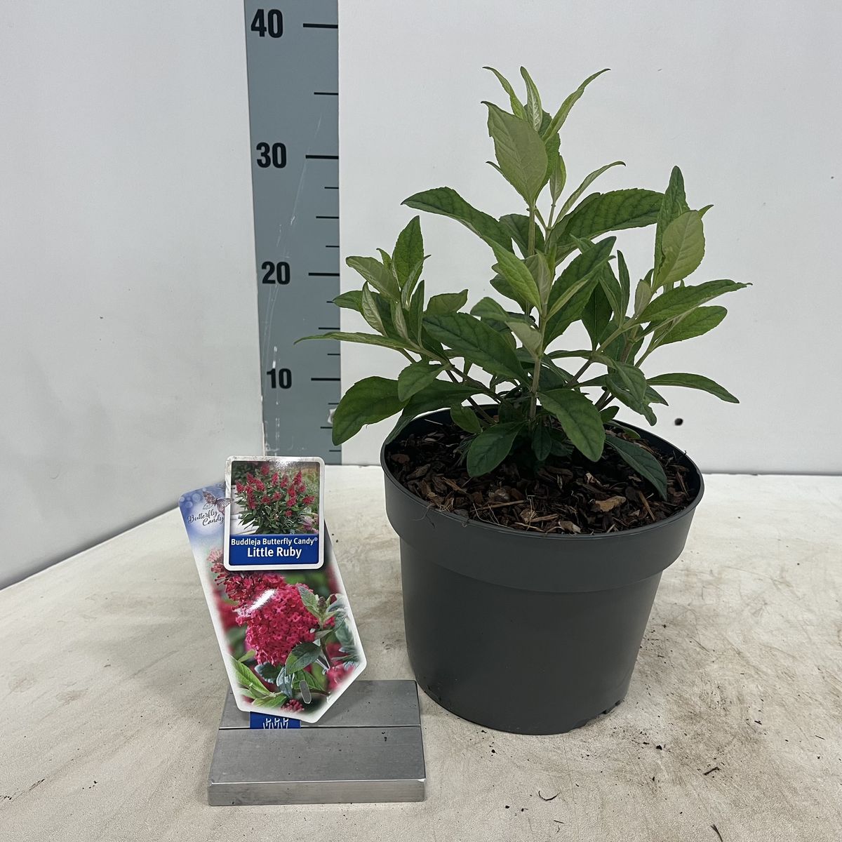 Buddleja davidii BUTTERFLY CANDY LITTLE RUBY — Plant Wholesale FlorAccess