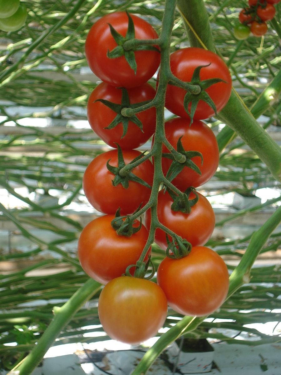 Solanum lycopersicum 'Krebs Salina' — Plant Wholesale FlorAccess