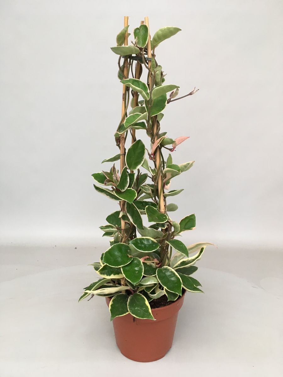 Hoya carnosa 'Krimson Queen' — Plant Wholesale FlorAccess