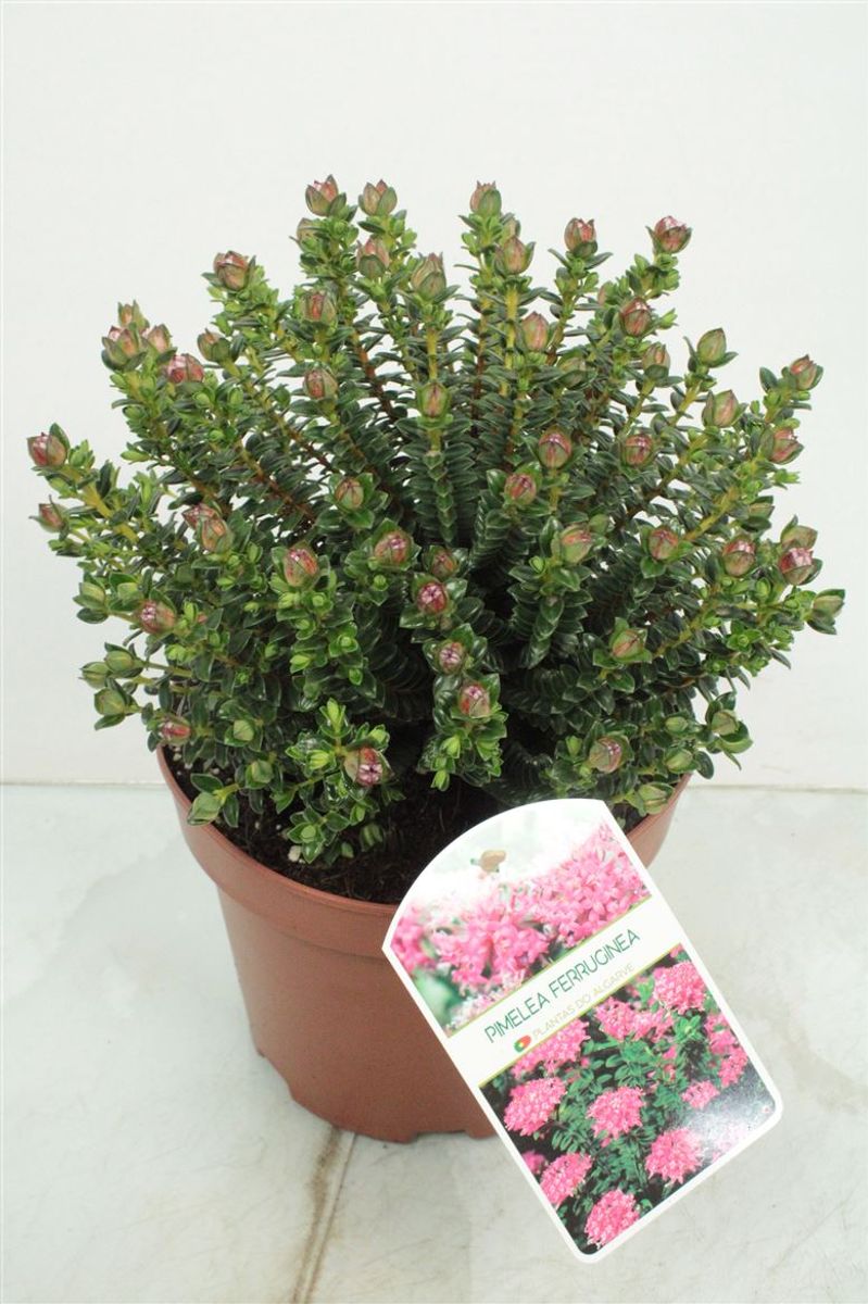 Pimelea ferruginea — Mayorista de plantas FlorAccess