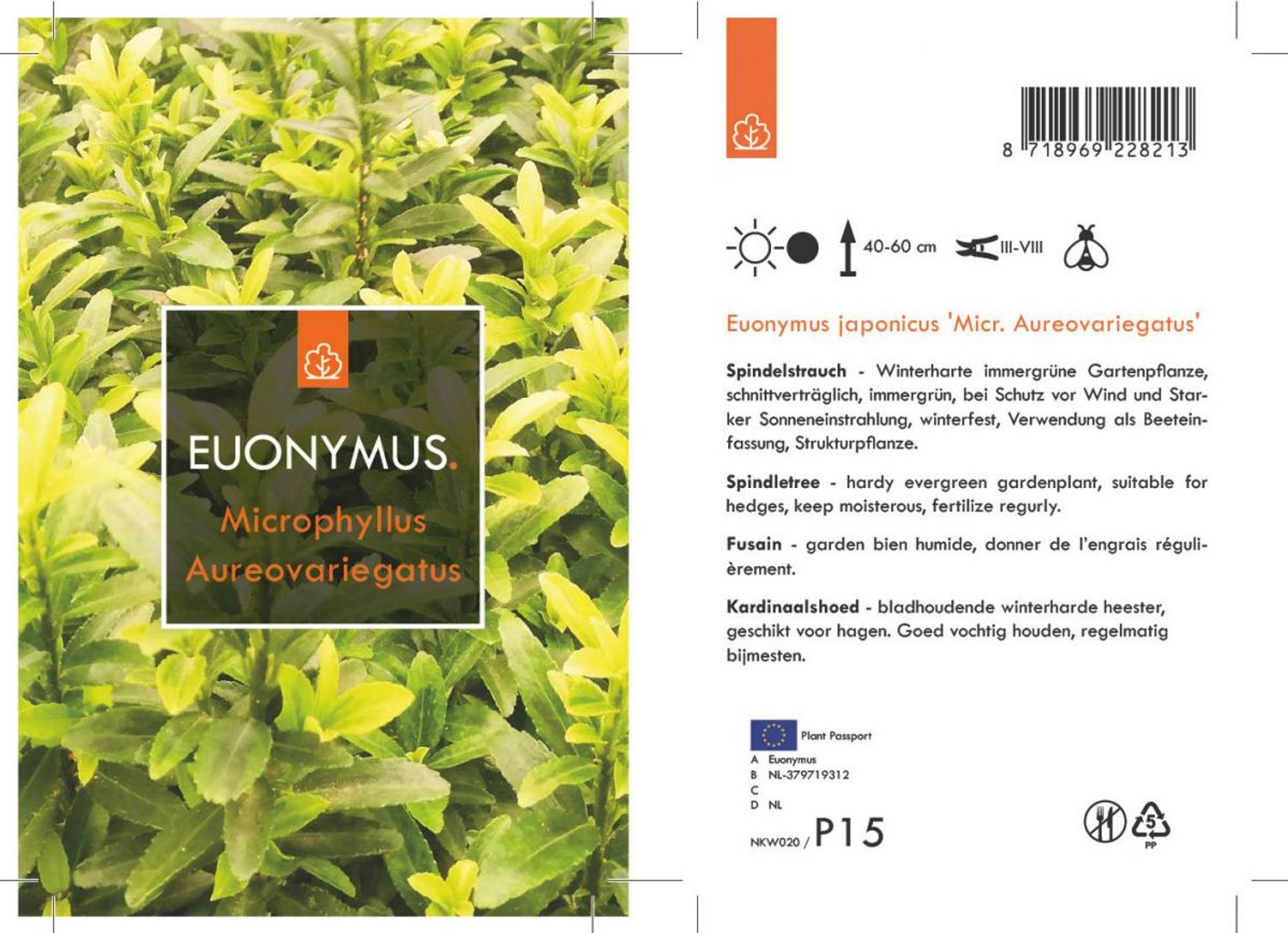 Euonymus japonicus 'Microphyllus Aureovariegatus' — Plant Wholesale ...