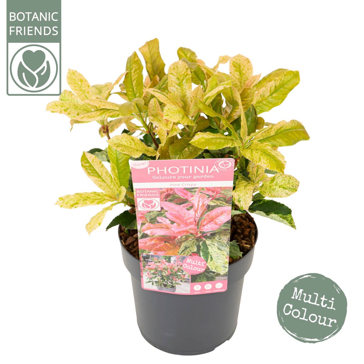 Photinia serratifolia PINK CRISPY — Plant Wholesale FlorAccess