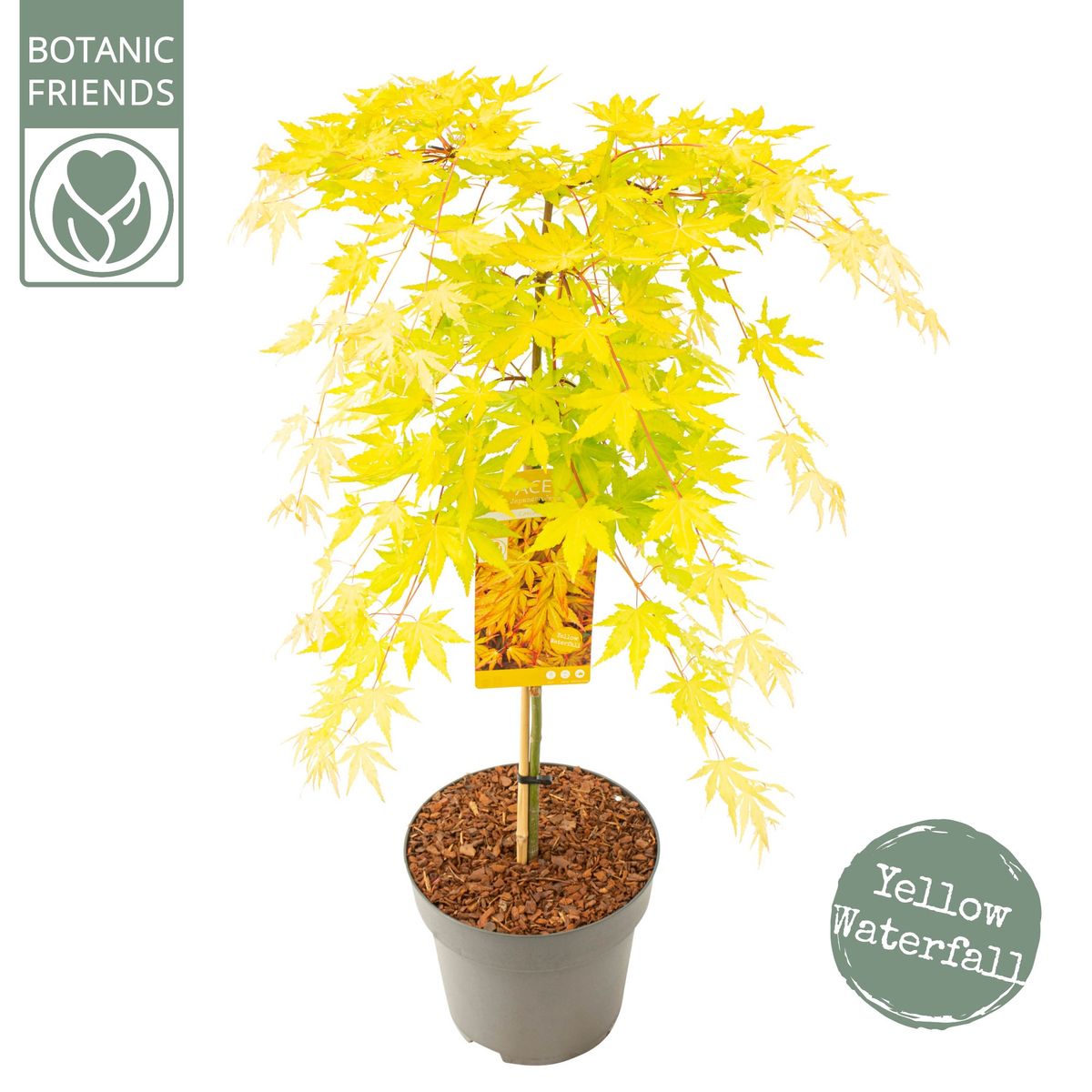 Acer palmatum CASCADE GOLD — Plant Wholesale FlorAccess