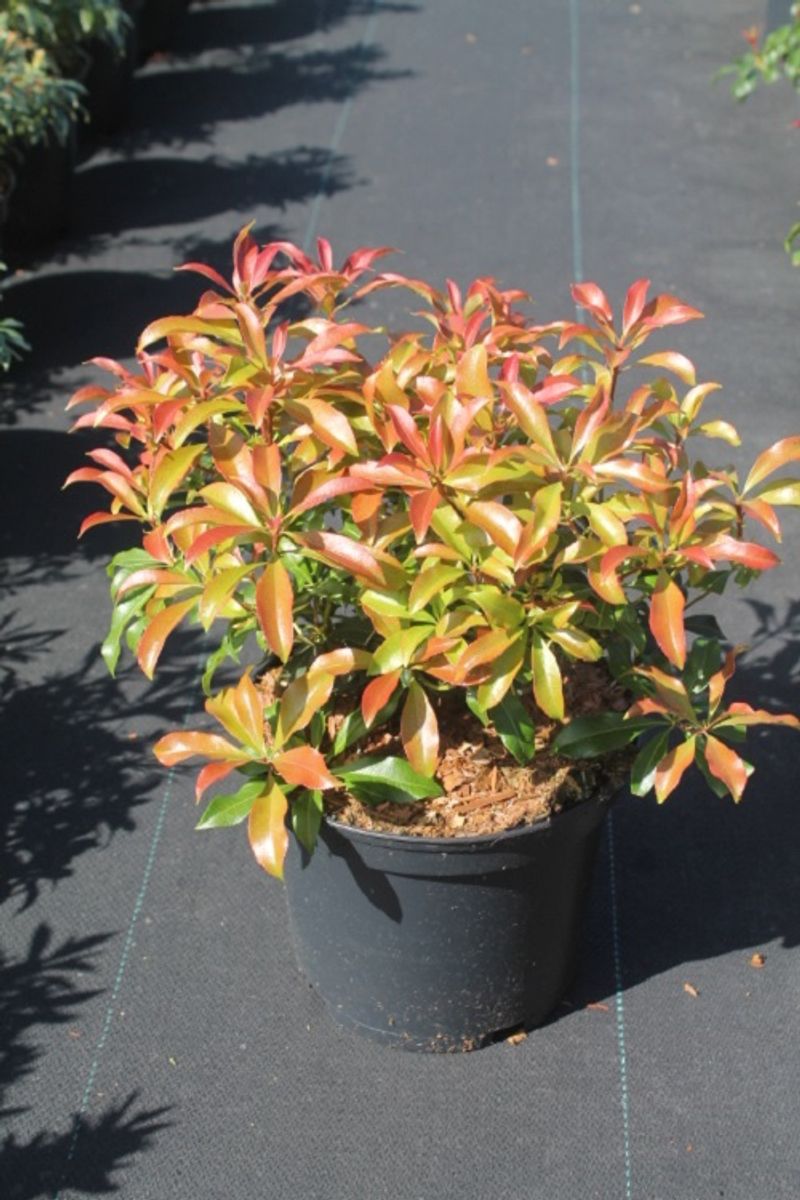 Pieris japonica 'Red Mill' — Plant Wholesale FlorAccess