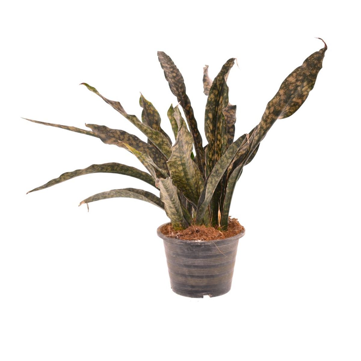 Sansevieria kirkii 'Coppertone' — Plant Wholesale FlorAccess