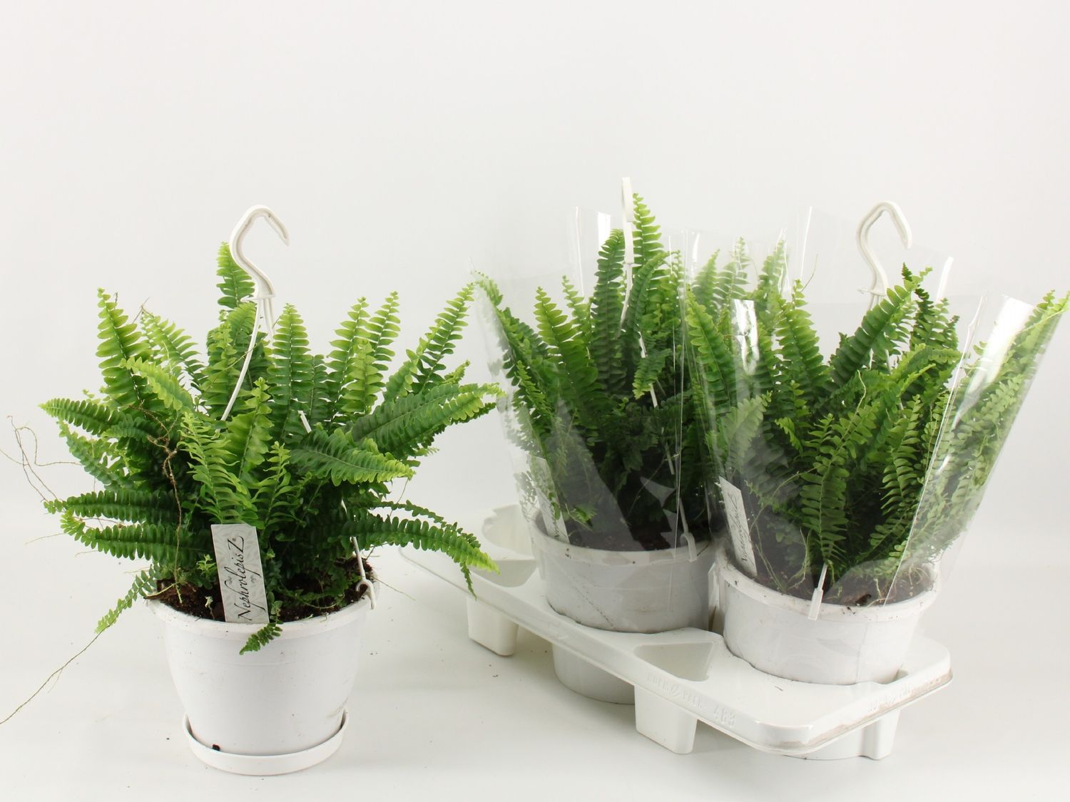 Nephrolepis exaltata 'Green Lady' — Plant Wholesale FlorAccess