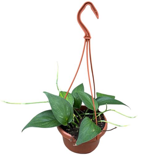 Scindapsus officinalis — Plant Wholesale FlorAccess