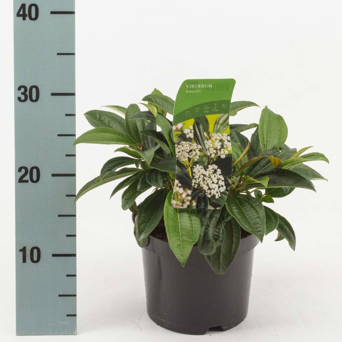 Viburnum davidii — Plant Wholesale FlorAccess