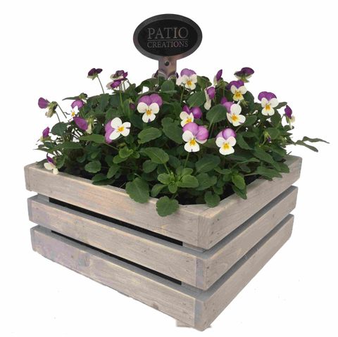 Arrangement Viola — Plant Wholesale FlorAccess