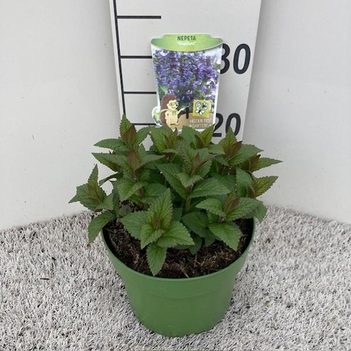 Nepeta NEPTUNE — Toptan Bitki Satışı FlorAccess