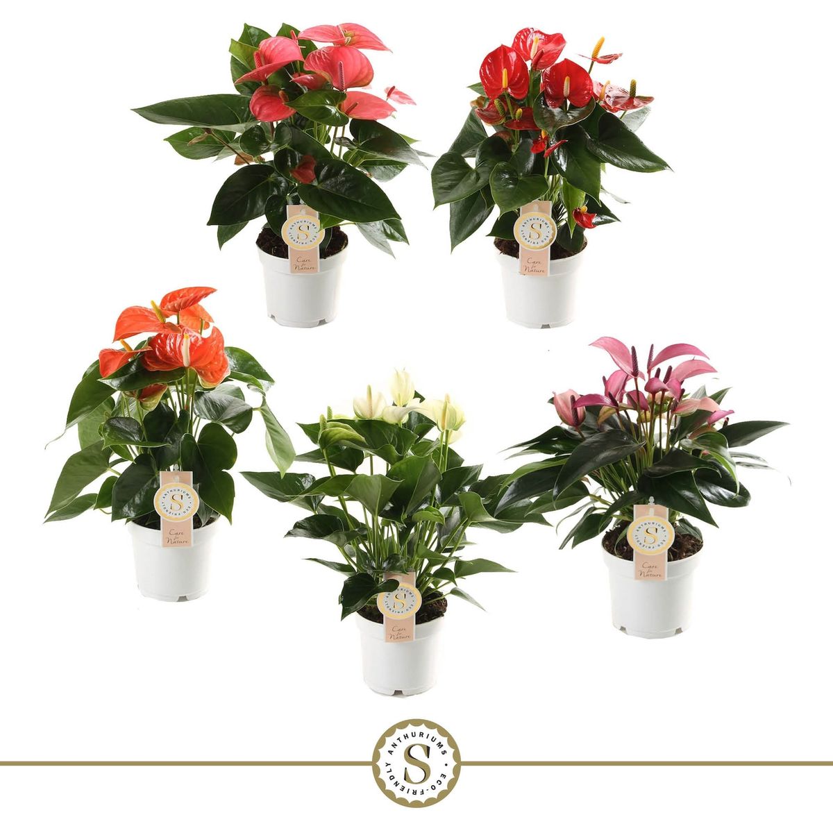 Anthurium MIX — Plant Wholesale FlorAccess