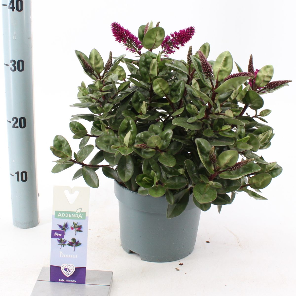 Hebe HEBEDONNA ALINA — Plant Wholesale FlorAccess