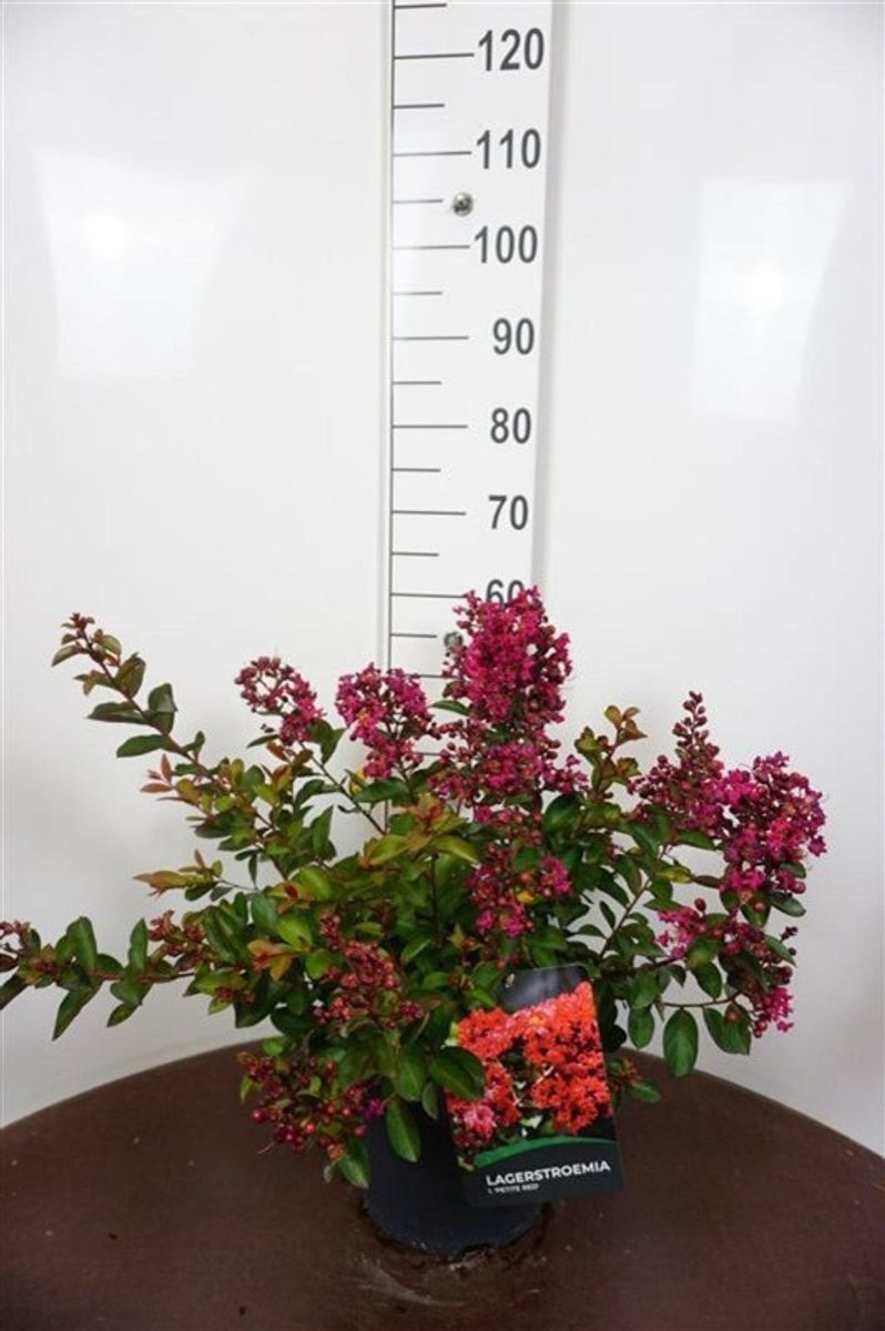 Lagerstroemia indica 'Petite Red' — Plant Wholesale FlorAccess