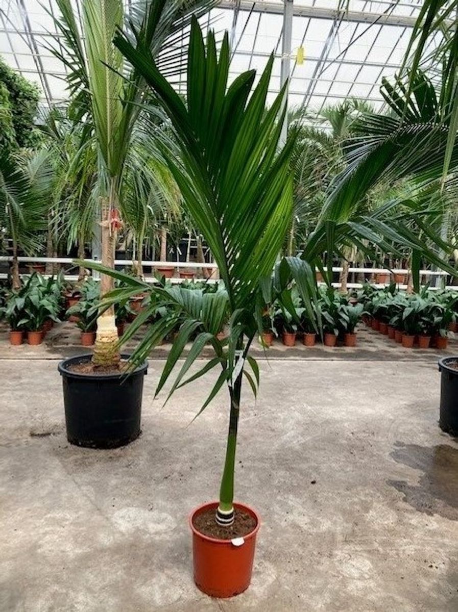 Areca catechu — Plant Wholesale FlorAccess