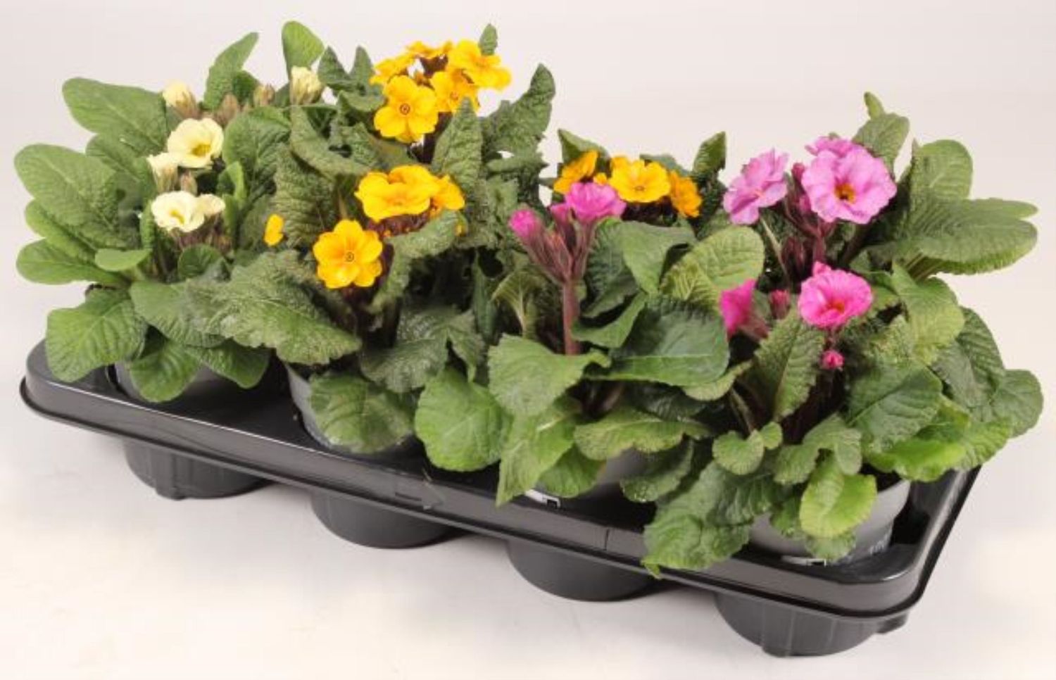 Primula STELLA MIX — Plant Wholesale FlorAccess