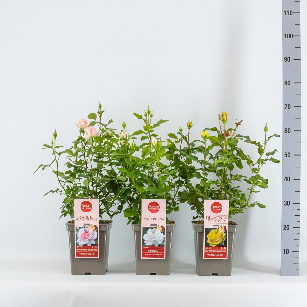Rosa MIX — Plant Wholesale FlorAccess