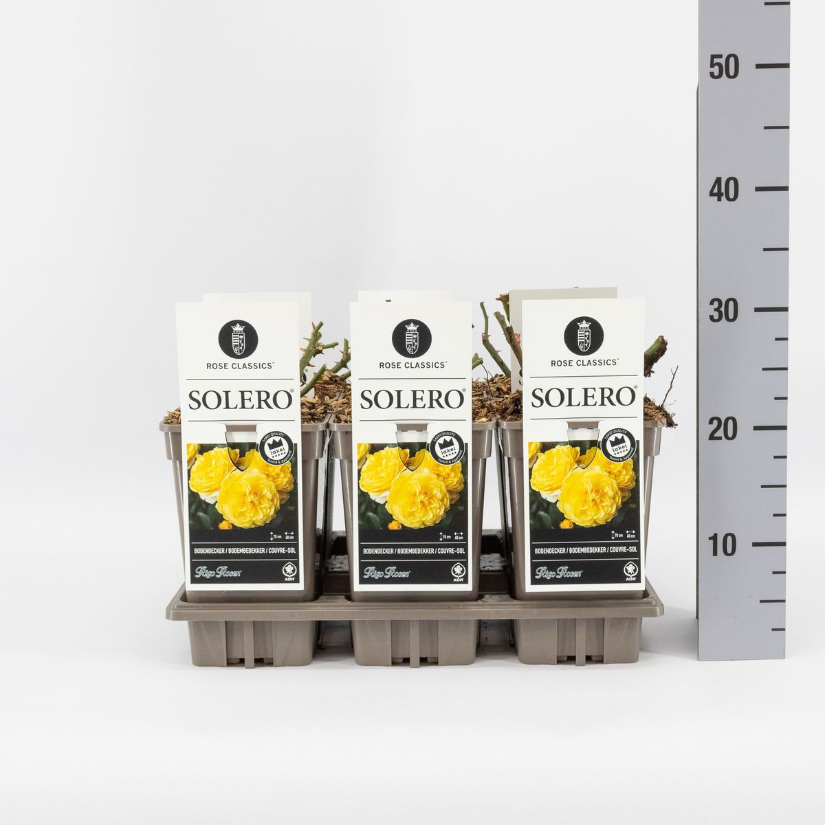 Rosa SOLERO — Plant Wholesale FlorAccess