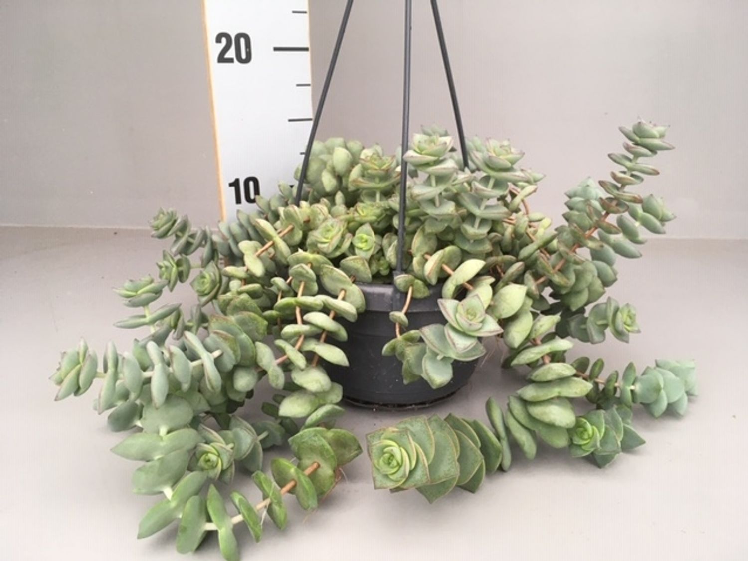 Crassula 'Hottentot' — Pflanzengroßhandel FlorAccess
