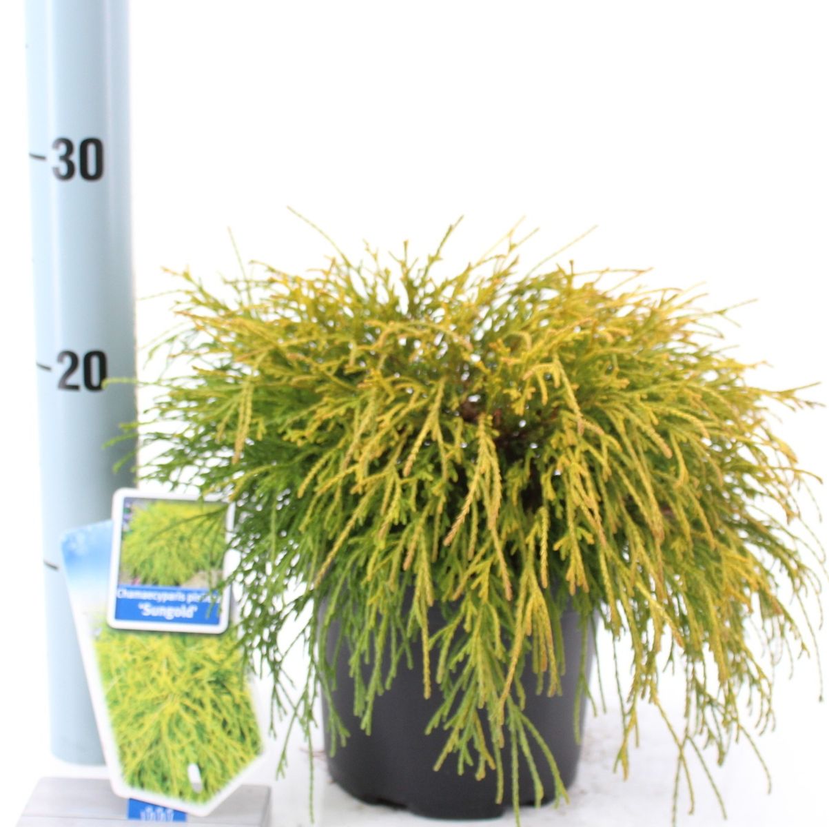 Chamaecyparis pisifera 'Sungold' — Plant Wholesale FlorAccess