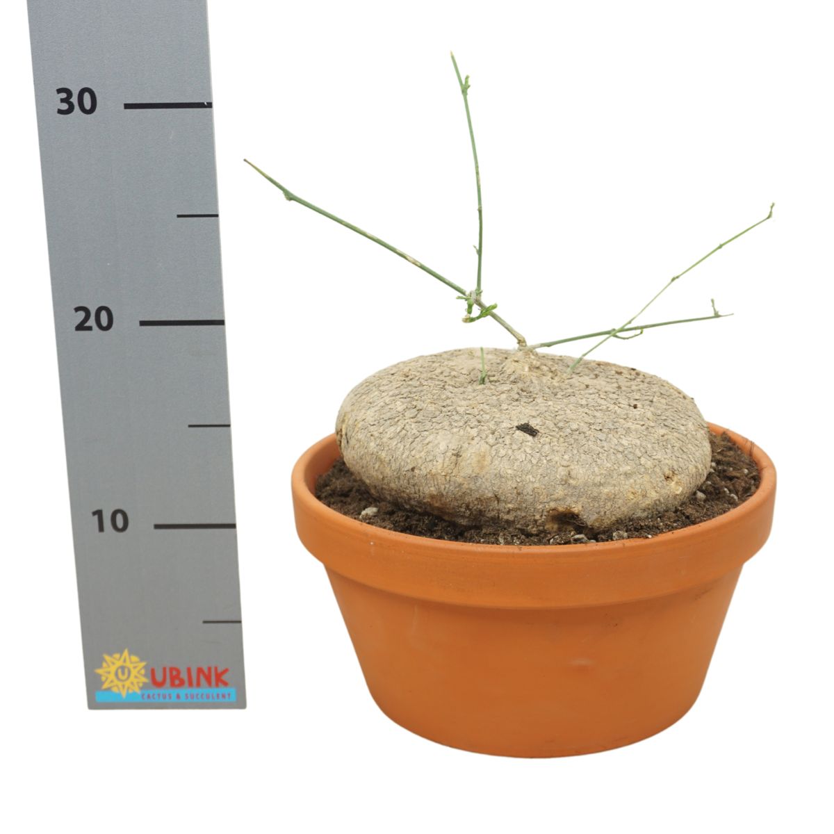 Ibervillea lindheimeri — Plant Wholesale FlorAccess