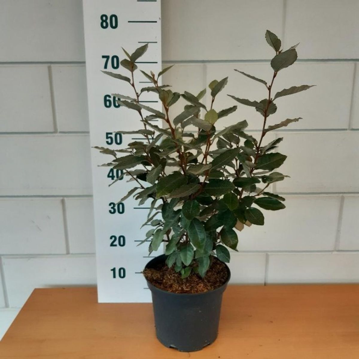 Elaeagnus x ebbingei 'Compacta' — Toptan Bitki Satışı FlorAccess