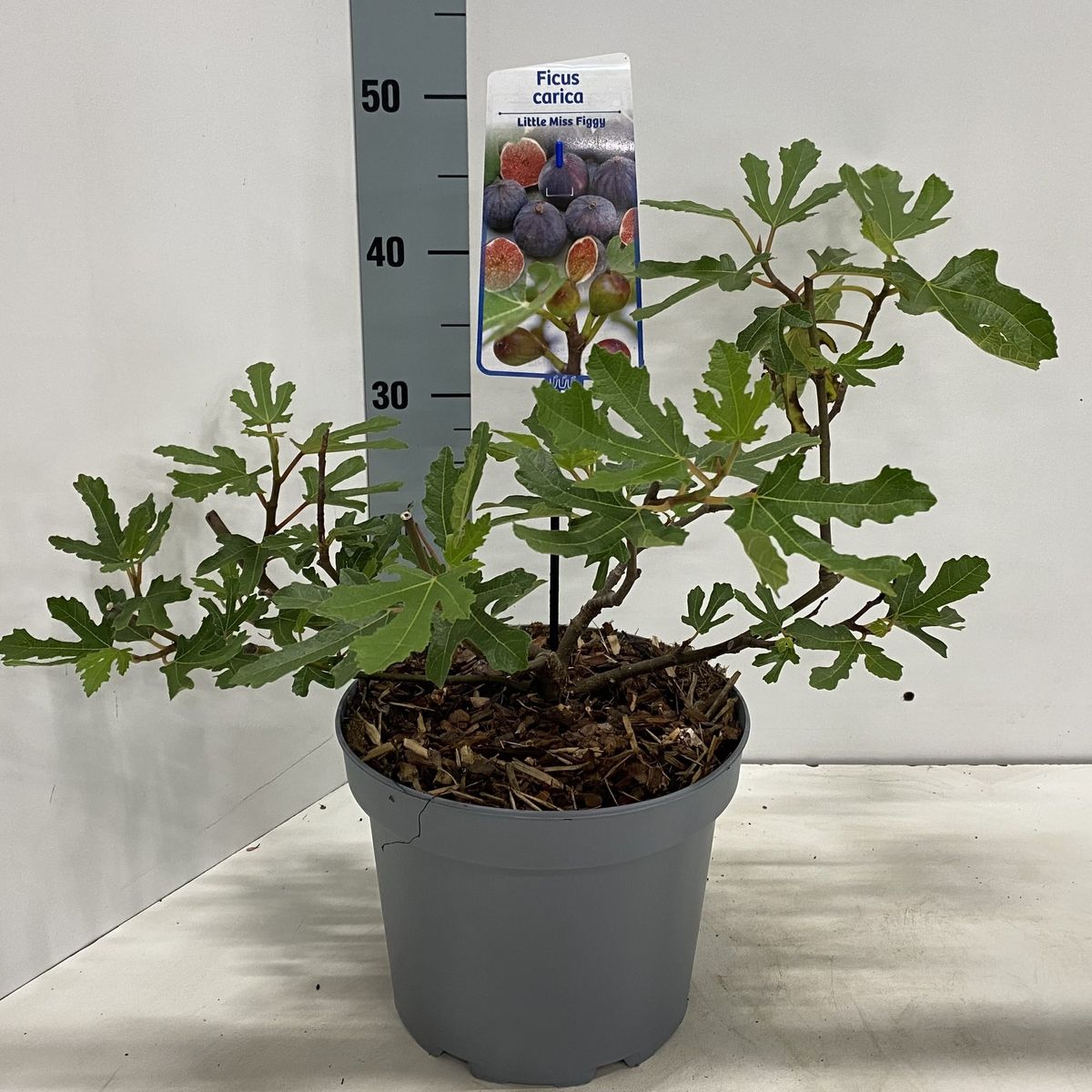 Ficus carica LITTLE MISS FIGGY — Plant Wholesale FlorAccess