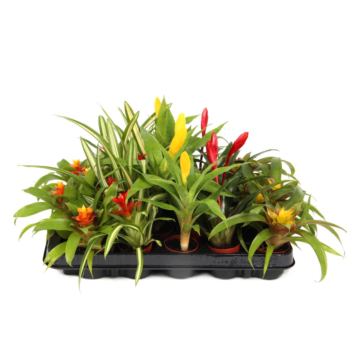 Bromelia MIX — Plant Wholesale FlorAccess