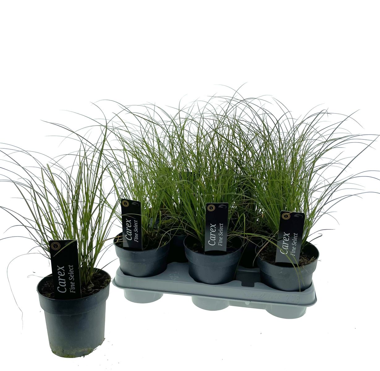 Carex testacea PRAIRIE FIRE COLORGRASS — Plant Wholesale FlorAccess