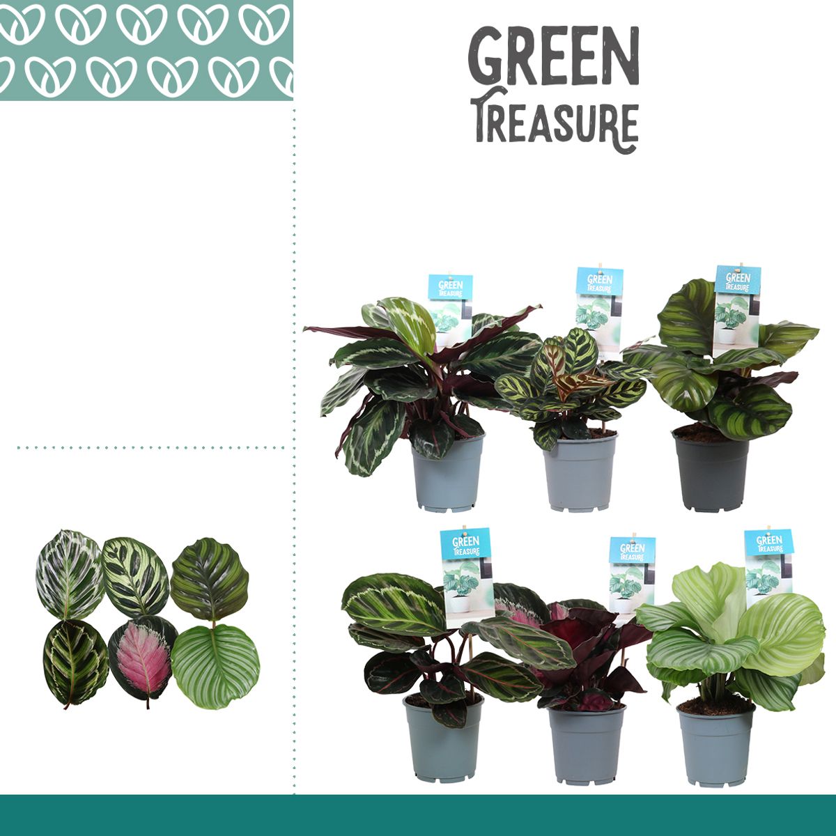 Calathea MIX — Plant Wholesale FlorAccess