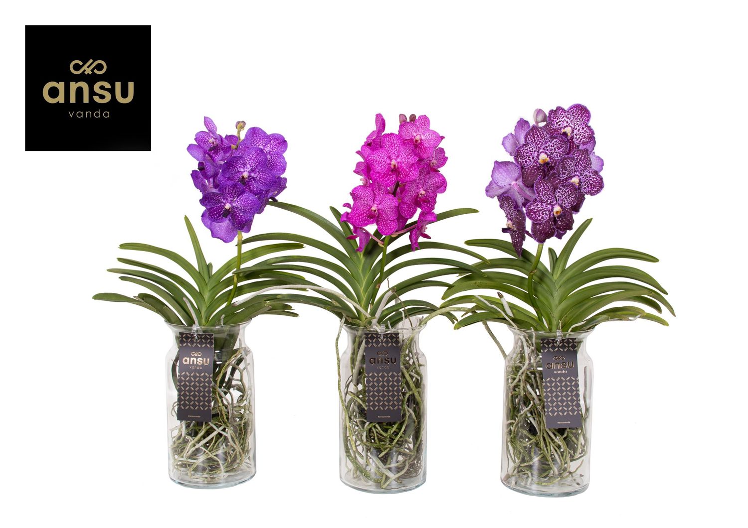 Vanda MIX — Plant Wholesale FlorAccess