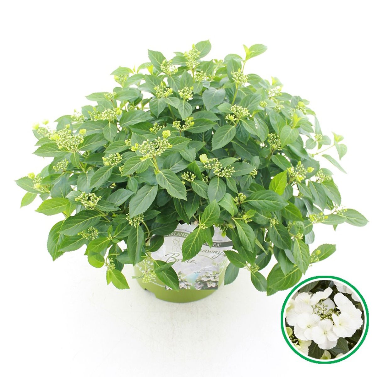 Hydrangea RUNAWAY BRIDE — Plant Wholesale FlorAccess