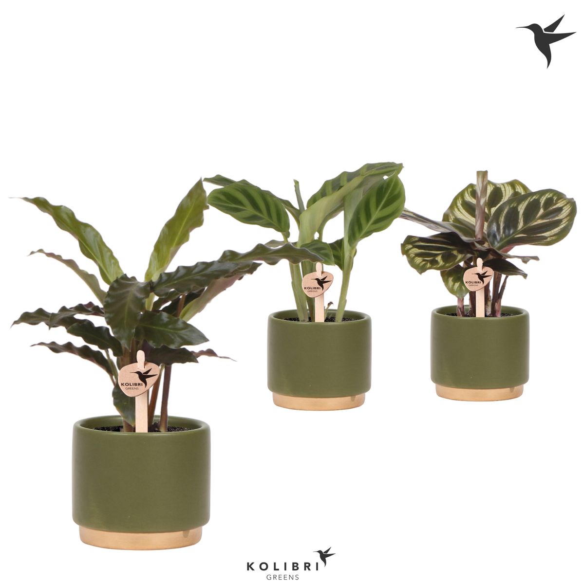 Calathea MIX — Plant Wholesale FlorAccess