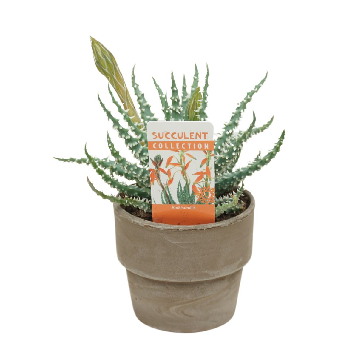 Aloe humilis — Plant Wholesale FlorAccess