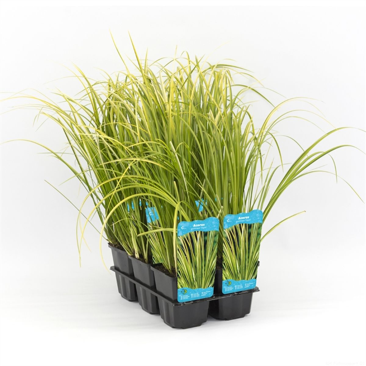 Acorus gramineus 'Ogon' — Plant Wholesale FlorAccess