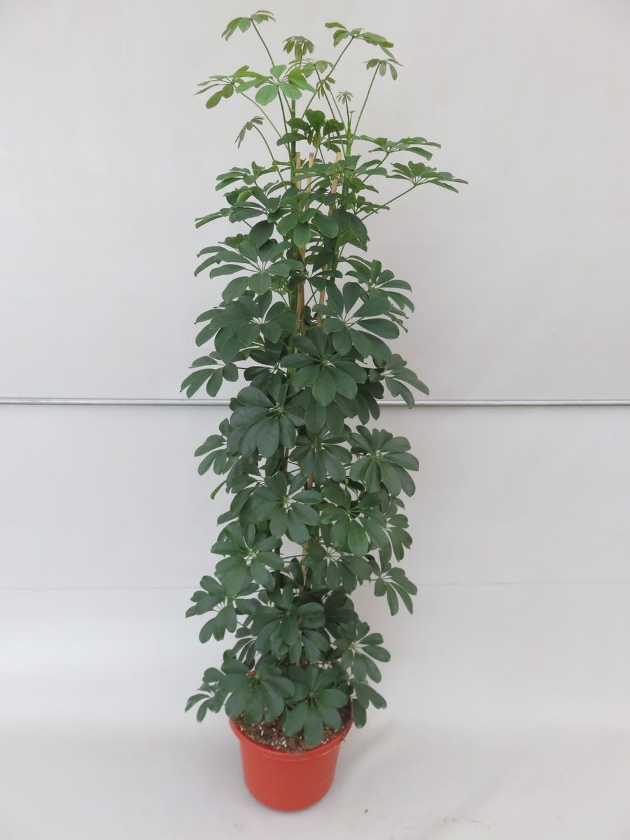 Schefflera arboricola 'Compacta' — Mayorista de plantas FlorAccess