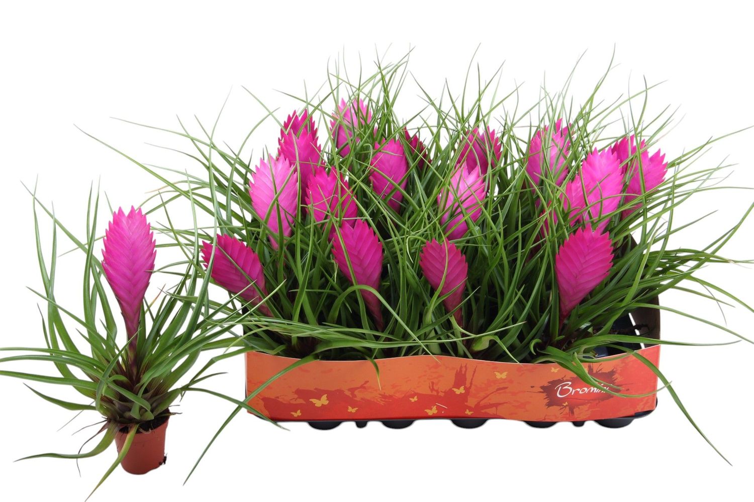 Tillandsia cyanea 'Anita' — Plant Wholesale FlorAccess