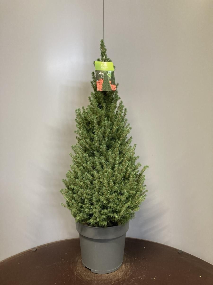 Picea glauca PERFECTA — Plant Wholesale FlorAccess