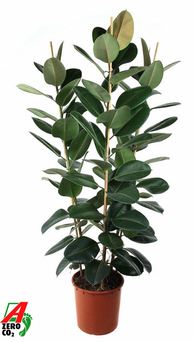 Ficus elastica 'Robusta' — Plant Wholesale FlorAccess