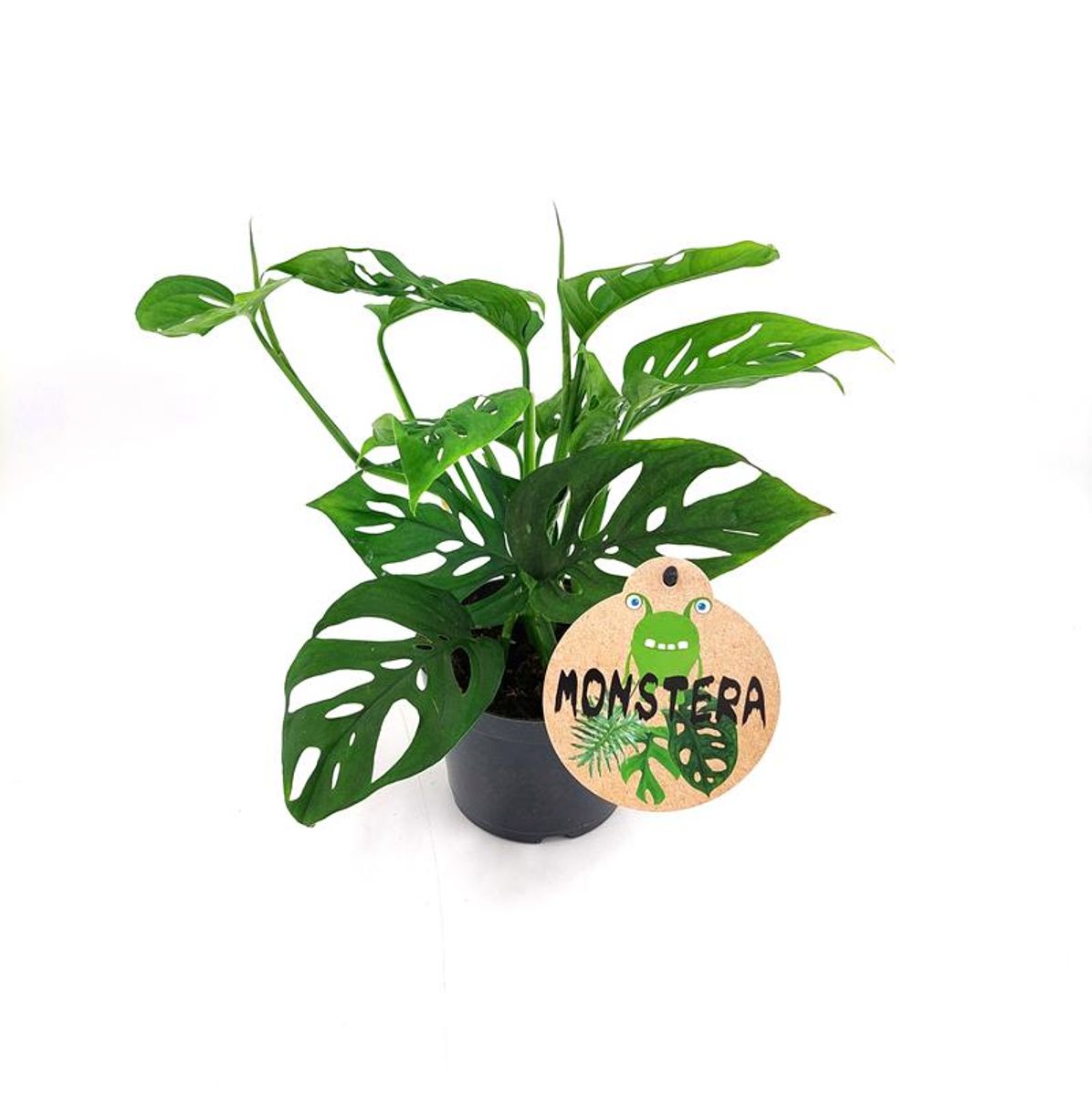 Monstera adansonii — Plant Wholesale FlorAccess