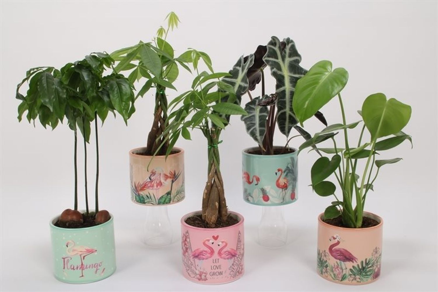 Houseplants MIX — Plant Wholesale FlorAccess