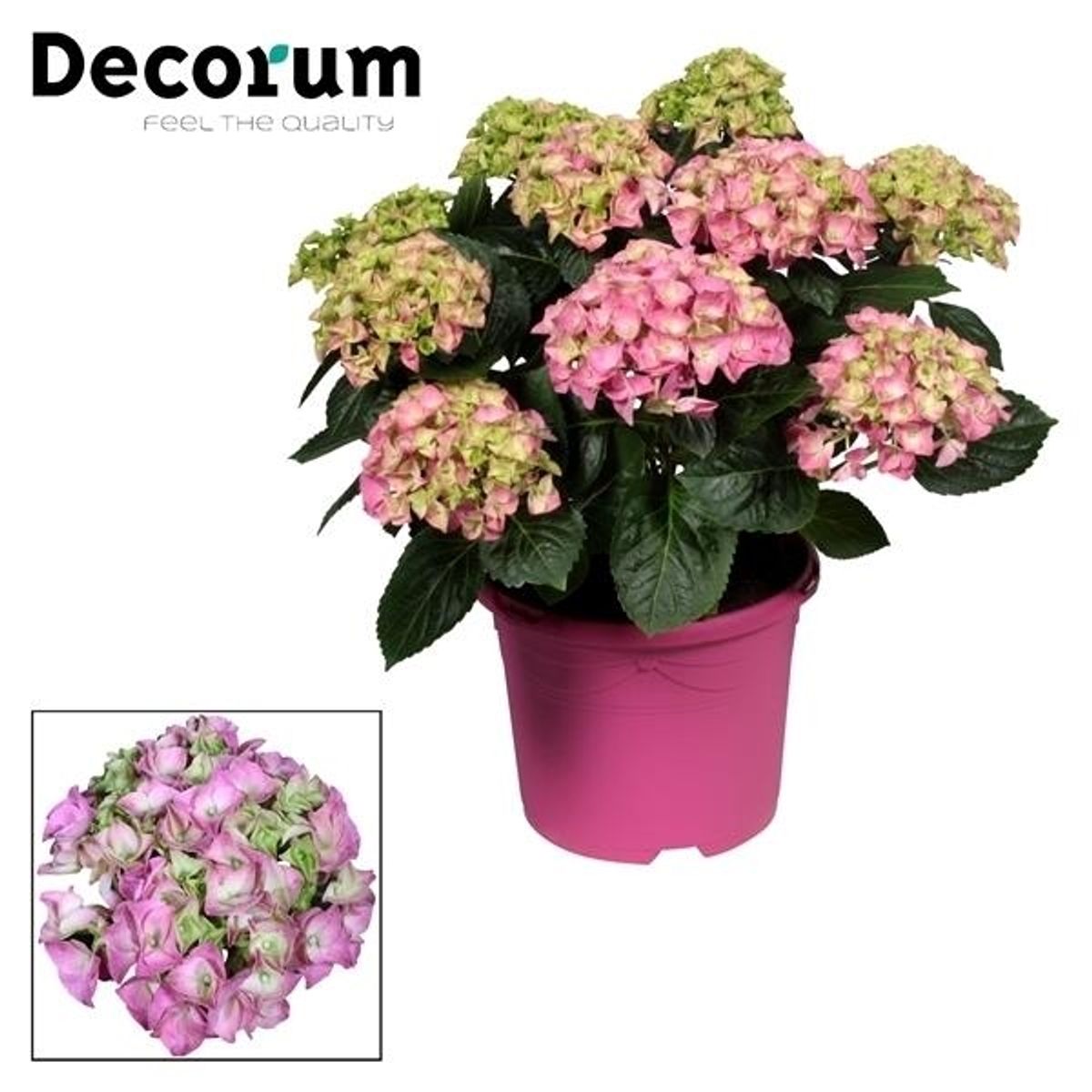 Hydrangea macrophylla EARLY PINK — Plant Wholesale FlorAccess